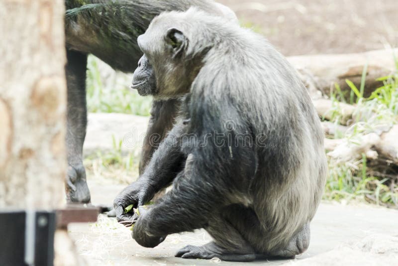 Chimpance in Zoological with Other Chimpaces Editorial Stock Image ...