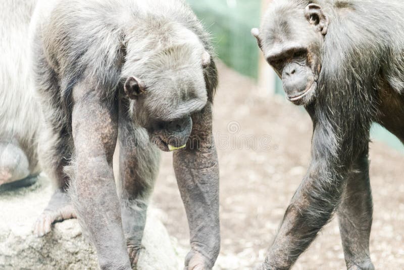 Chimpance in Zoological with Other Chimpaces Editorial Photography ...