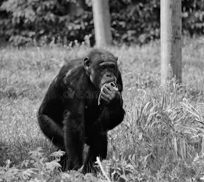 Chimpancé Occidental Chimpancé De África Occidental Retrato De Chimpancé Adulto Sentado