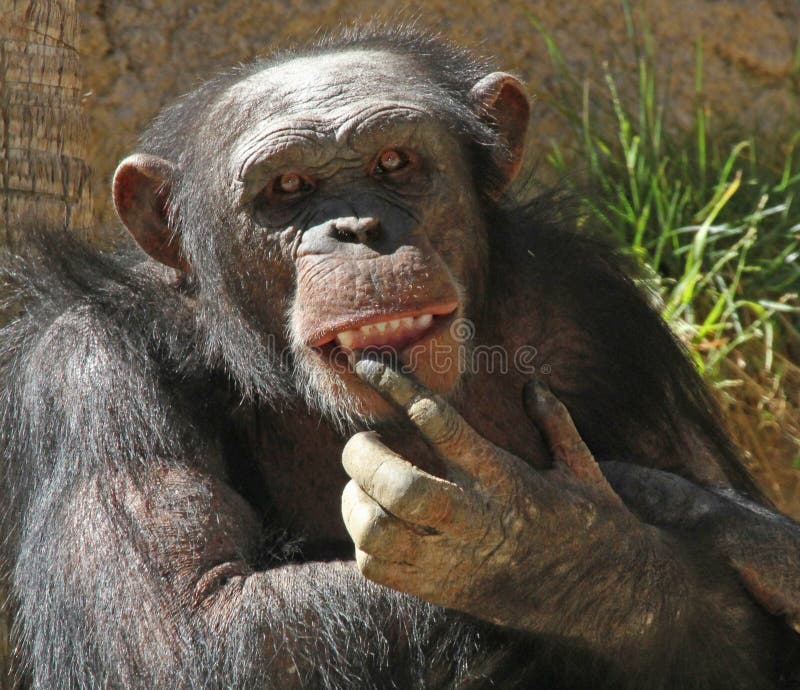 Chimpansee stock afbeelding. Image of doses, leuk, groen - 31513069