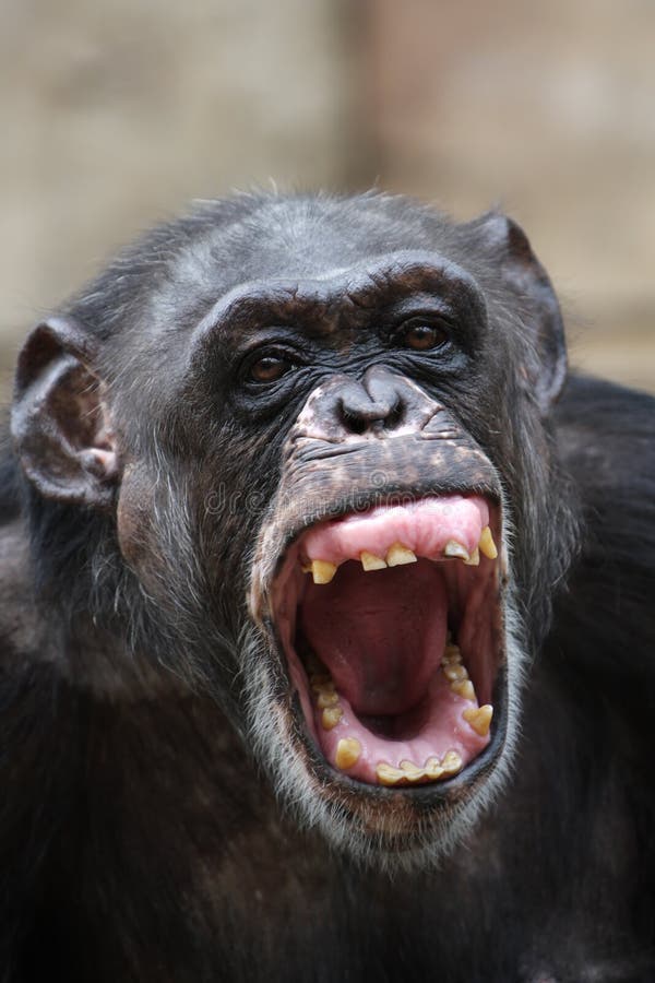 Chimpansee stock afbeelding. Image of dierentuin, grijns - 6677697
