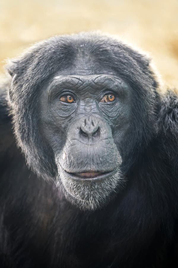 Chimpansee stock image. Image of chimp, funny, clever - 97484577