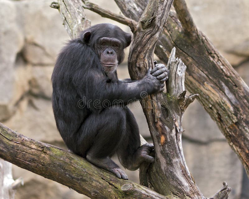 Chimpansee in een boom stock foto. Image of dier, boom - 16734364
