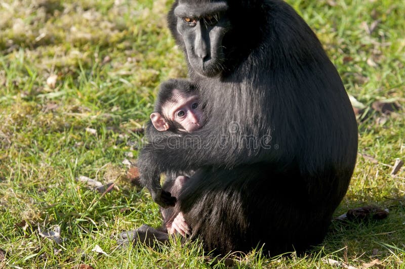 Chimpansee mother and baby stock image. Image of baby - 87492837