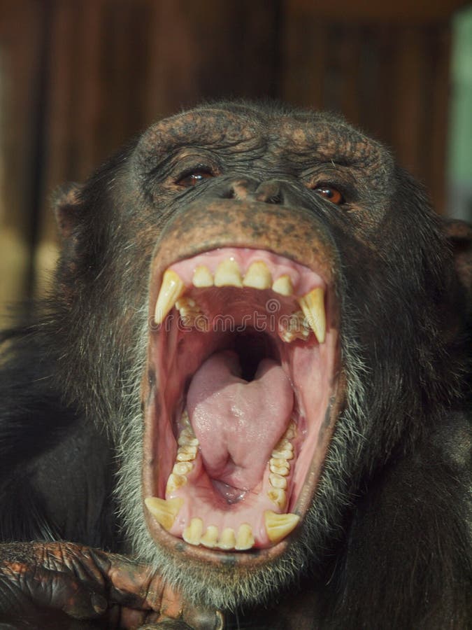 101 Macaco Gritando Fotos - Fotos de Stock Gratuitas e Fotos Royalty ...