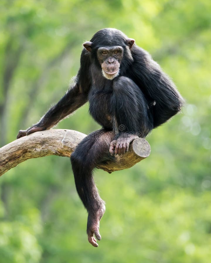Een Contemplatieve Chimpansee in Oeganda Stock Foto - Image of ...