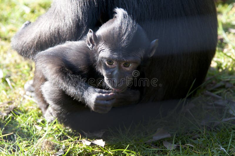 Chimp smile stock image. Image of chimpanzee, mouth, smile - 16978197