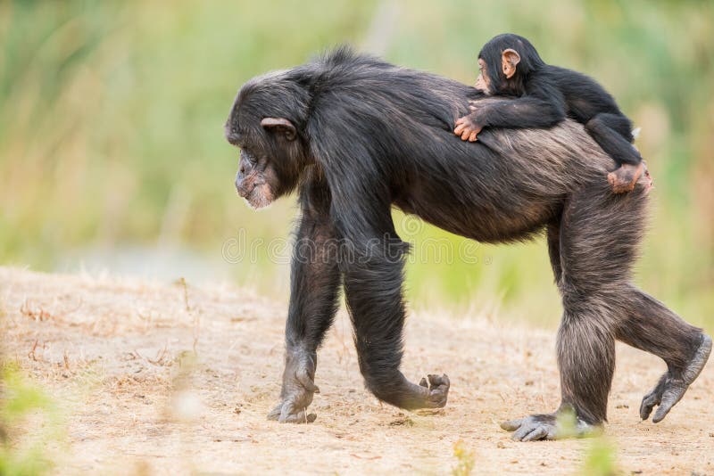 Chimpanzé Commun Avec Un Chimpanzé De Bébé Photo stock - Image du ...