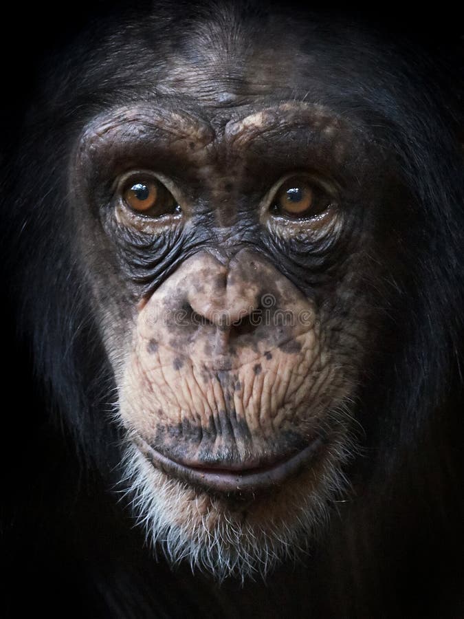 Chimpanzé comum imagem de stock. Imagem de chimpanzé - 24427679