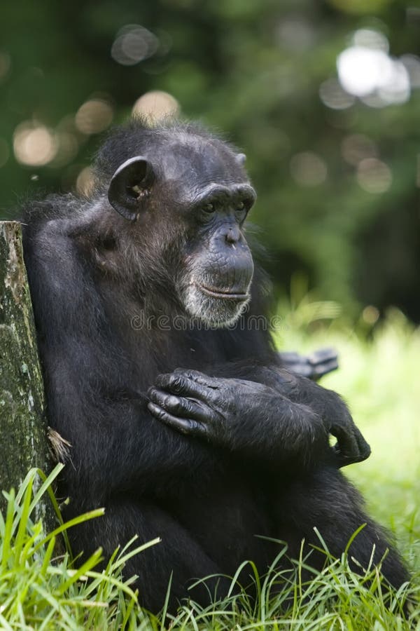 771 Female Chimp Stock Photos - Free & Royalty-Free Stock Photos from ...