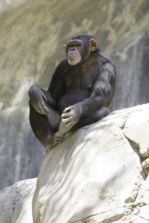 Old Female Chimpanzee stock image. Image of mammal, primate - 2006503