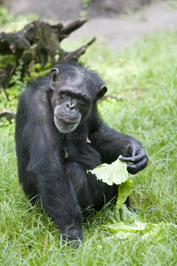 701 Female Chimp Photos - Free & Royalty-Free Stock Photos from Dreamstime