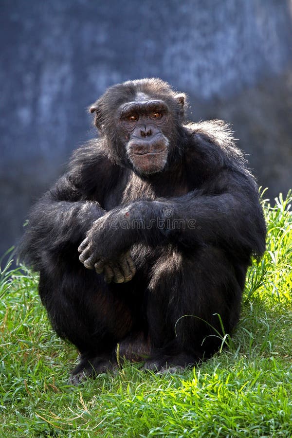 Chimpanzee Squat Sitting in Grass Stock Image - Image of captive ...