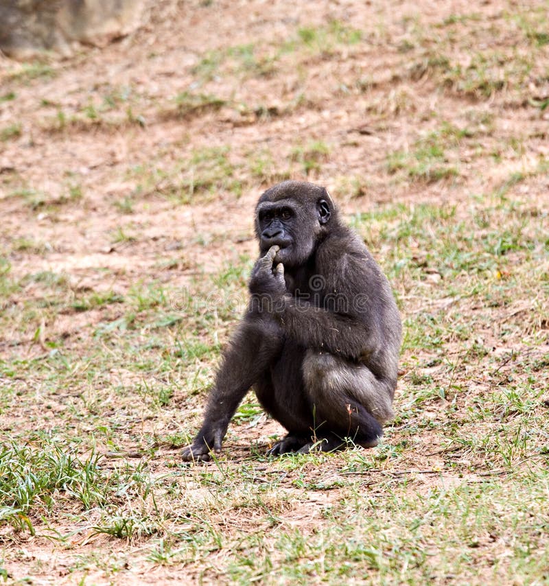 Chimpanzee stock photo. Image of wild, chimp, chimpanzee - 11154316
