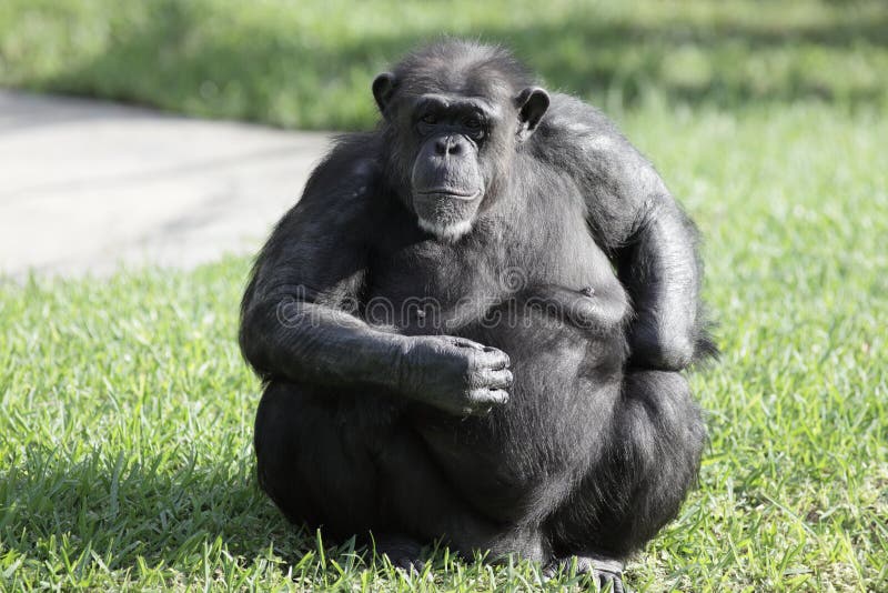 Confused Chimpanzee stock image. Image of chimp, wild - 9078753