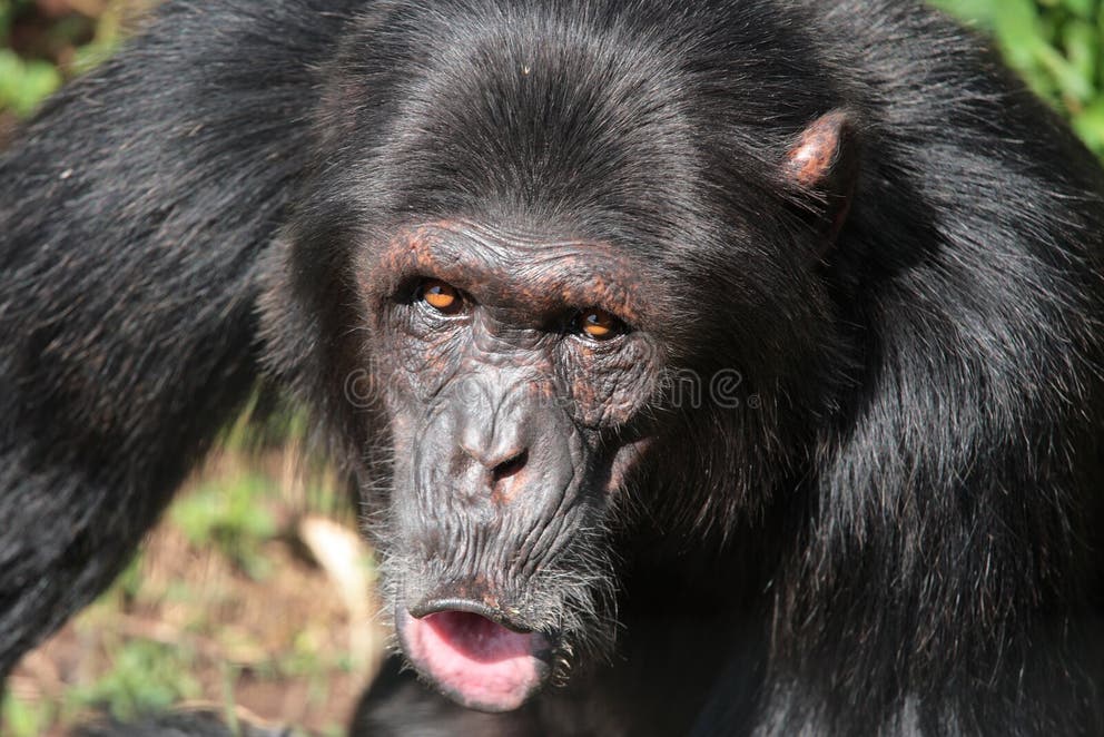 Chimpanzee stock image. Image of wildlife, tropical, troglodytes - 12050207
