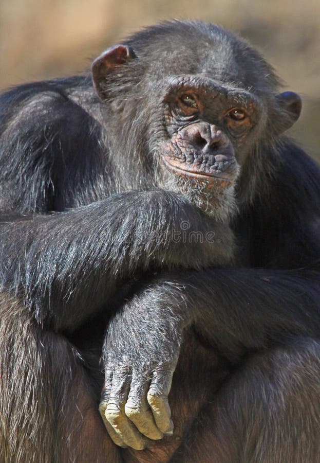 Chimpanzee stock photo. Image of hair, mouth, monkey - 12392848