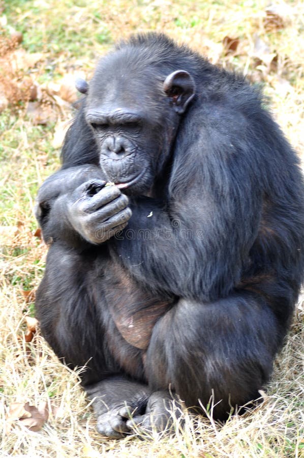 Chimpanzee stock photo. Image of wild, chimpanzee, black - 12654262