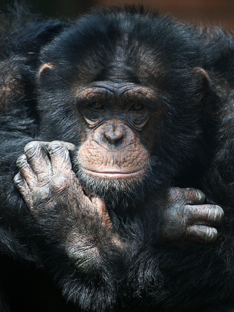 Chimpanzee Animal Chew Stock Photos - Free & Royalty-Free Stock Photos ...