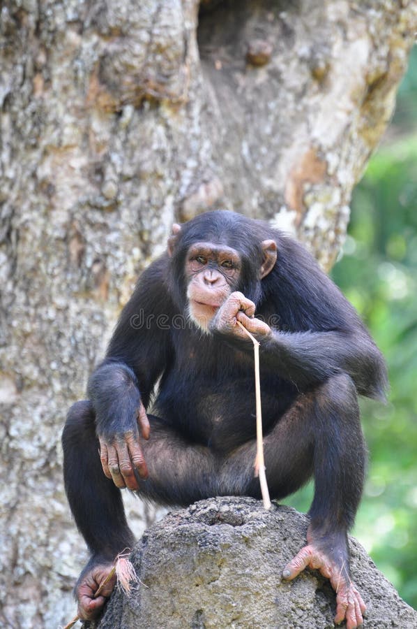 Chimpanzee stock photo. Image of utan, africa, chimpanzee - 14110238