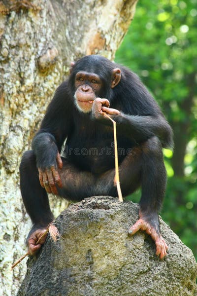19,223 Chimpanzee Banani Stock Photos - Free & Royalty-Free Stock ...