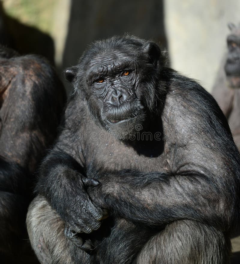 Bald Chimp Stock Photos - Free & Royalty-Free Stock Photos from Dreamstime
