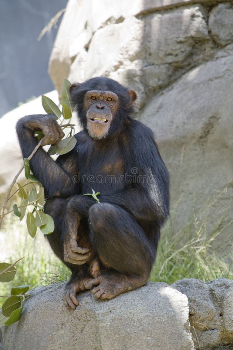 1,679 Chimpanzee Female Swelling Stock Photos - Free & Royalty-Free ...