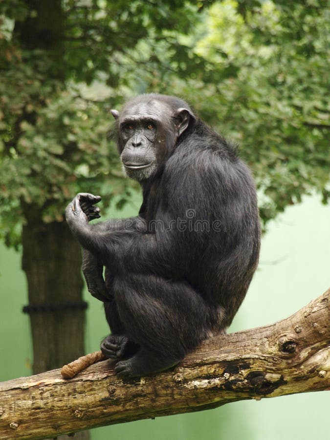 Coyote howling stock photo. Image of creatures, foxes - 13144964