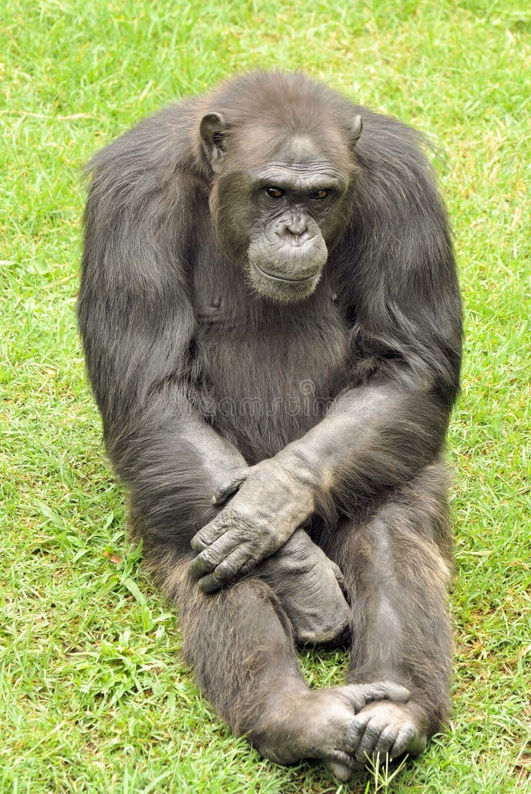 1,382 Chimpanzee Attacks Human Stock Photos - Free & Royalty-Free Stock ...