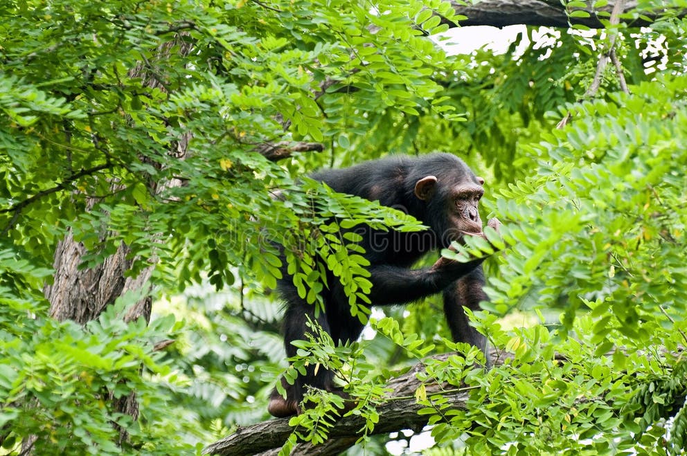Chimpanzee stock image. Image of face, monkey, friend - 15904905