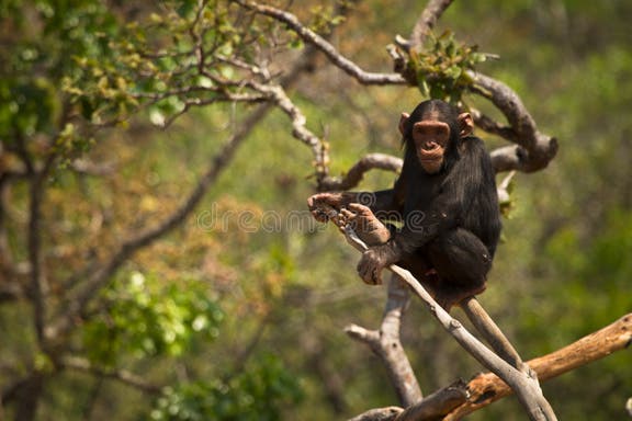 17,735 Chimpanzee Gua Stock Photos - Free & Royalty-Free Stock Photos ...