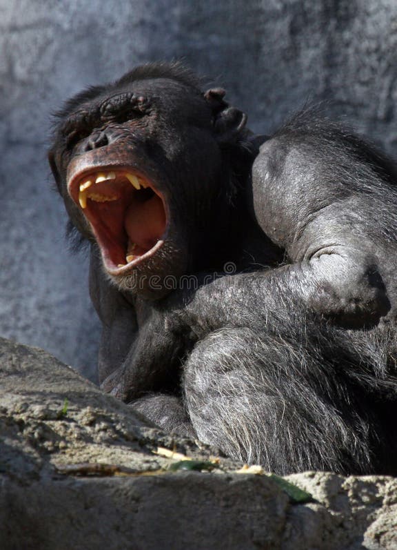 447 Chimpanzee Teeth Stock Photos - Free & Royalty-Free Stock Photos ...