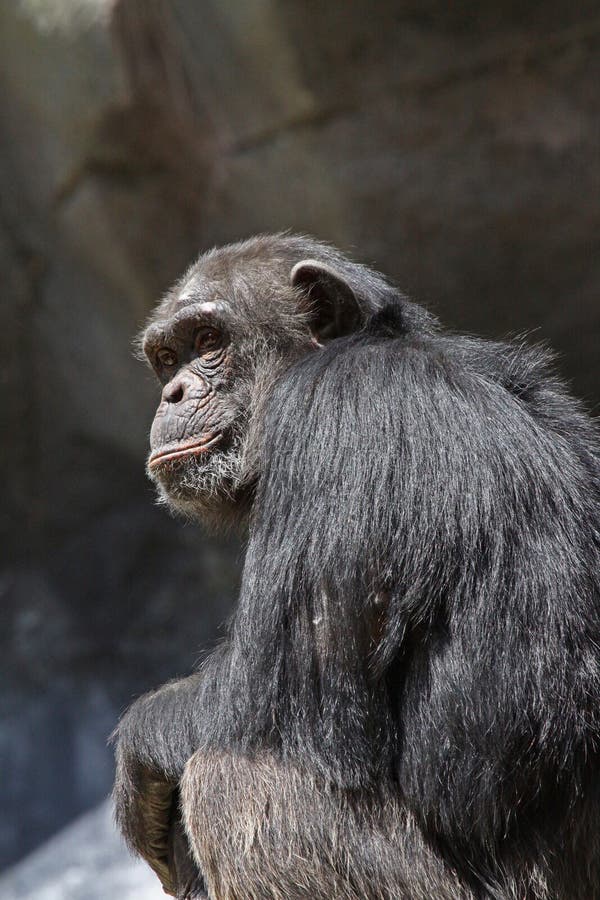 Chimp Profile stock image. Image of face, chimpanzee - 53322399