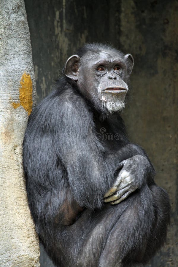 Chimpanzee Squat Sitting in Grass Stock Image - Image of captive ...