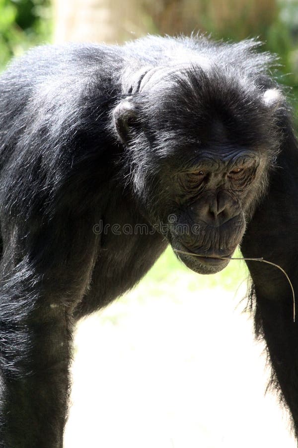 Chimpanzee stock photo. Image of strolling, subtropical - 19184998