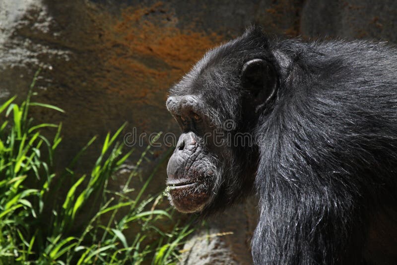 Chimpanzee stock image. Image of animal, action, shaggy - 19185011
