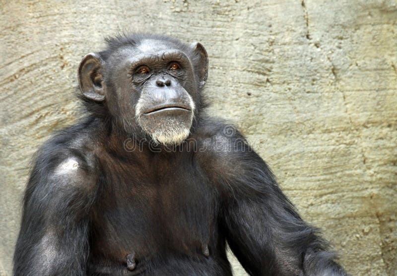 Chimpanzee stock photo. Image of primate, chimp, forest - 19712618