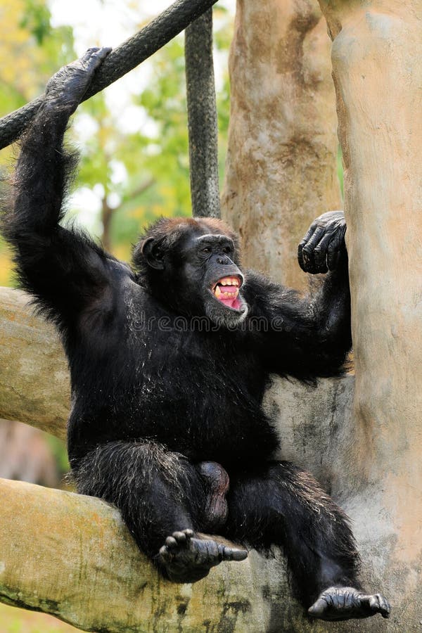 Chimpanzee stock photo. Image of chimp, legs, primates - 20007384