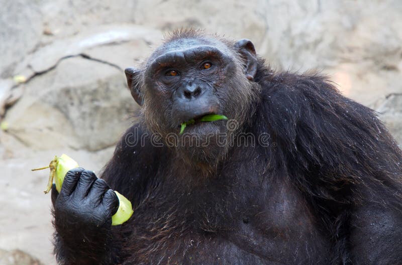 909 Big Chimpanzee Stock Photos - Free & Royalty-Free Stock Photos from ...