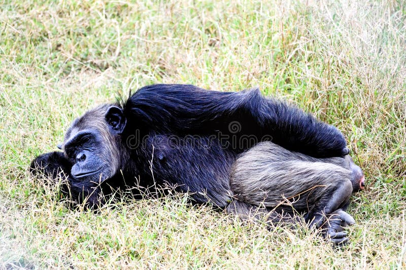 Chimpanzee stock photo. Image of tired, simian, relaxation - 22462996