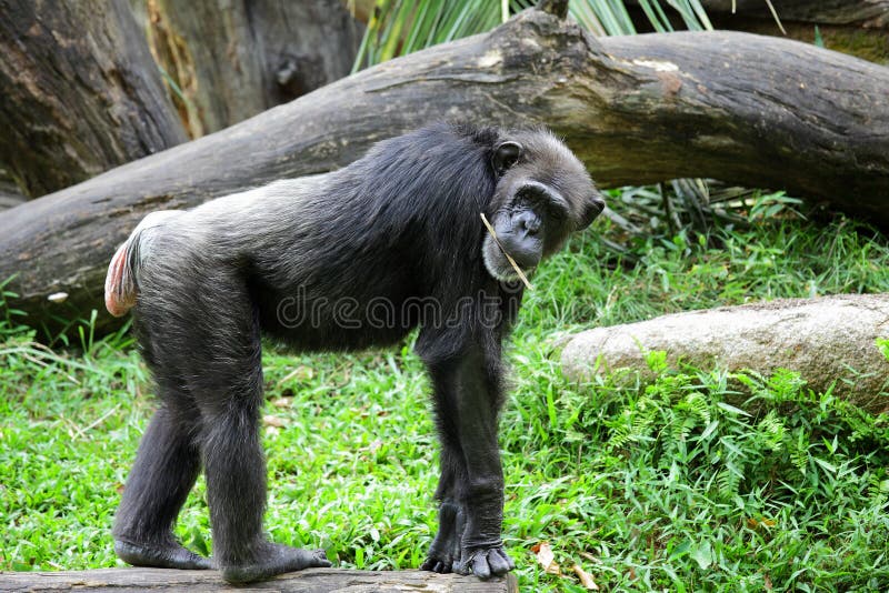 Howler Monkey Howling stock photo. Image of howl, furry - 25634178