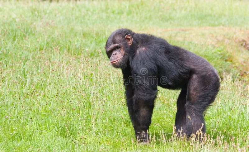 Monkey Showing Bottom and Picking Grass Stock Image - Image of large ...