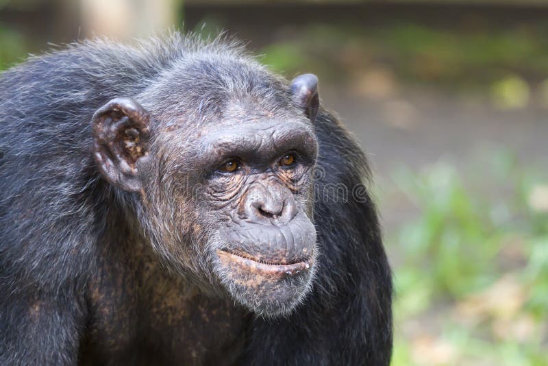 Beautiful Chimpanzees Stock Photos - Free & Royalty-Free Stock Photos ...