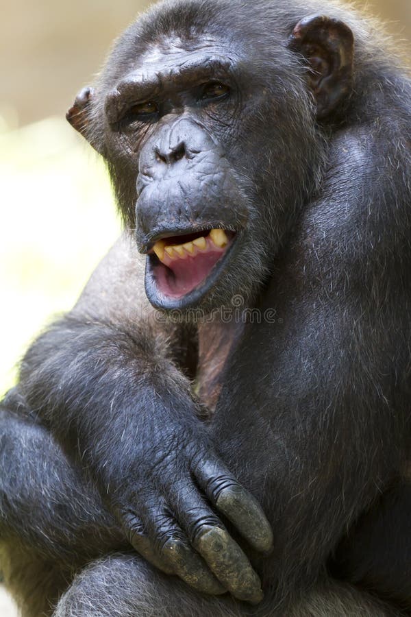 Chimpanzee stock photo. Image of hair, face, animal, primate - 26315870