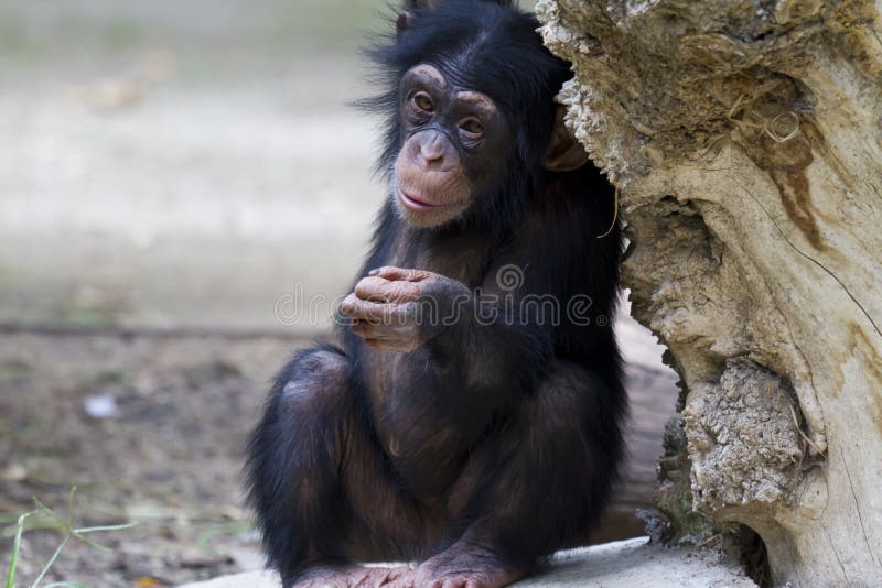 Chimpanzee stock photo. Image of skin, face, wild, animal - 26457568
