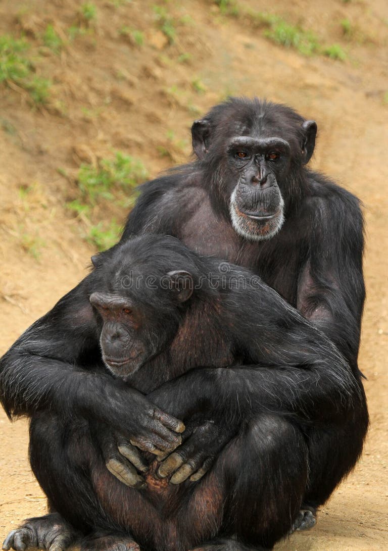 103 Chimpanzee Hugging Stock Photos - Free & Royalty-Free Stock Photos ...