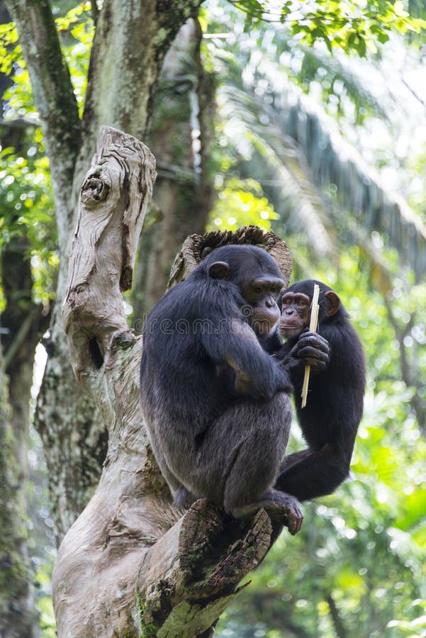 358 Chimpanzee Hanging Tree Stock Photos - Free & Royalty-Free Stock ...