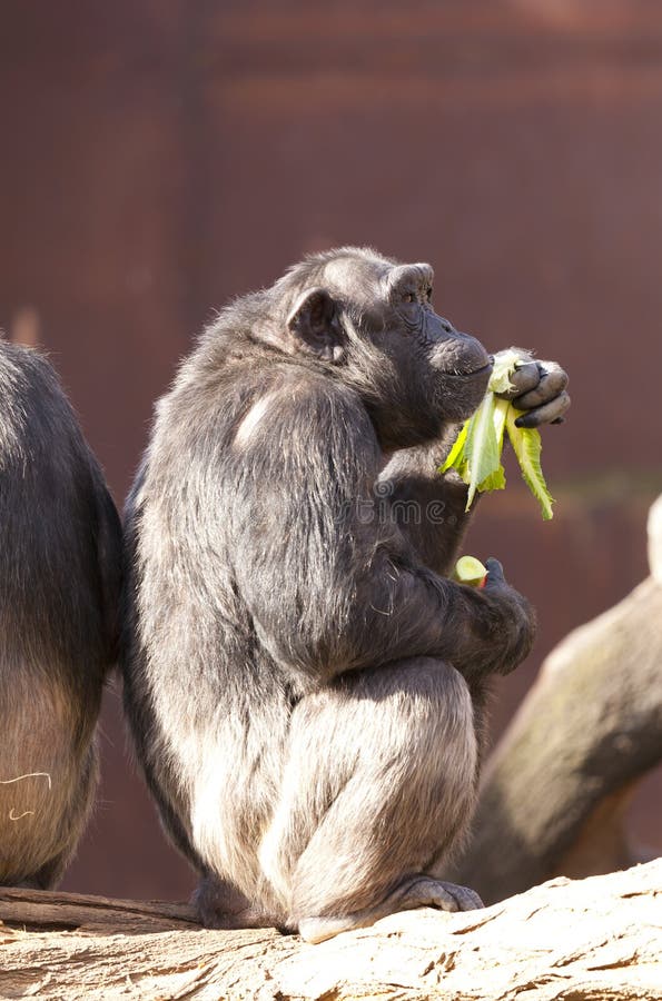 Chimps eating peanuts2 stock image. Image of nuts, chimpanzees - 23830689