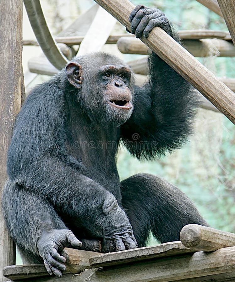 Chimpanzee 3 stock photo. Image of cunning, africa, nice - 2609440