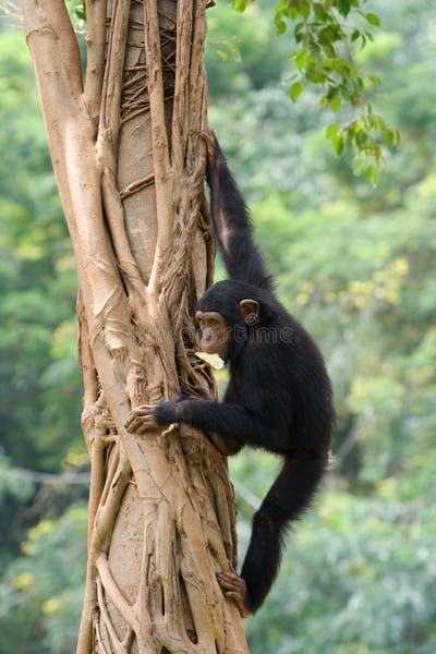 360 Chimpanzee Hanging Tree Stock Photos - Free & Royalty-Free Stock ...